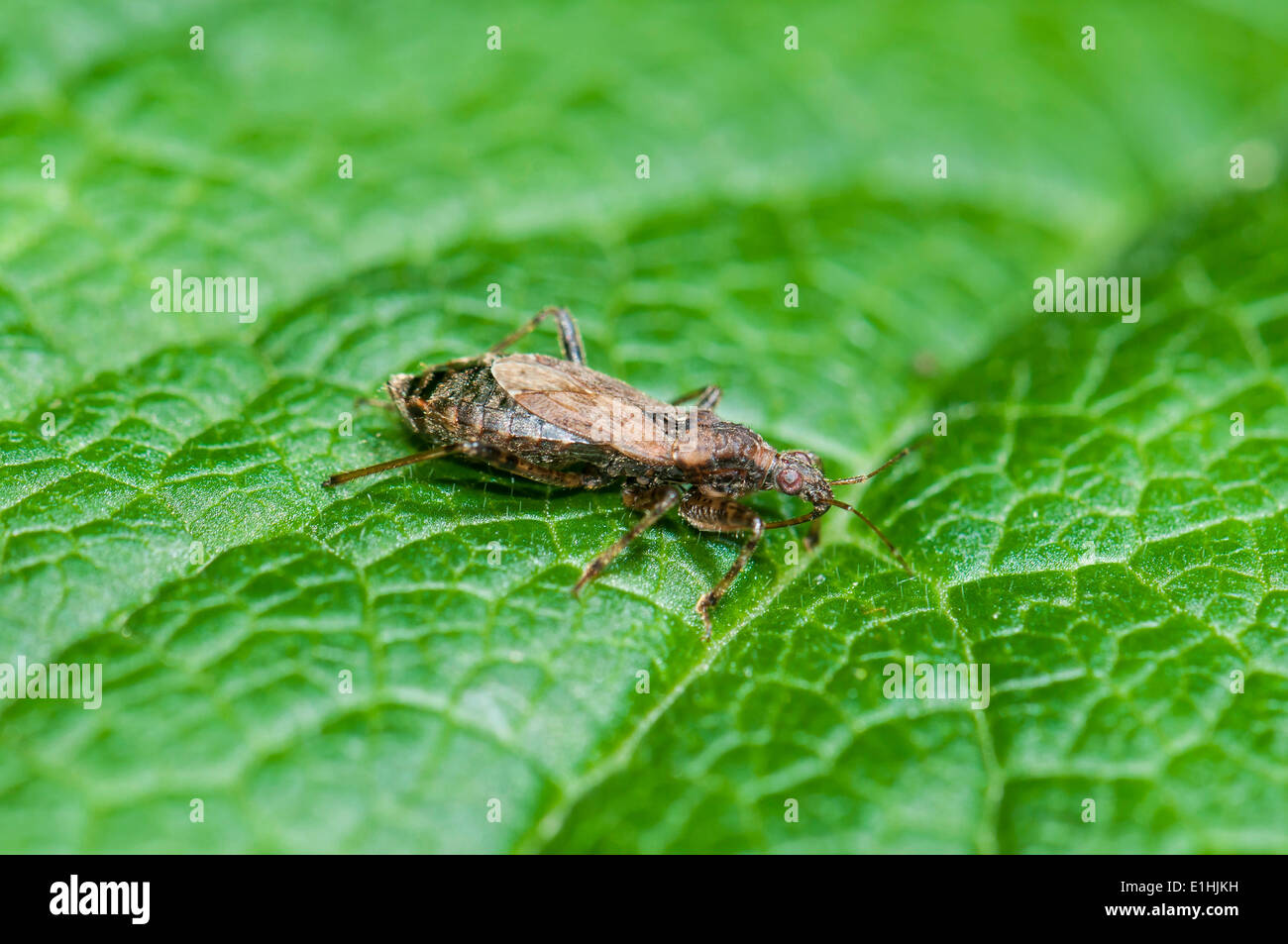 Ant Damsel Bug (Himacerus mirmicoides), Hesse, Germany Stock Photo - Alamy