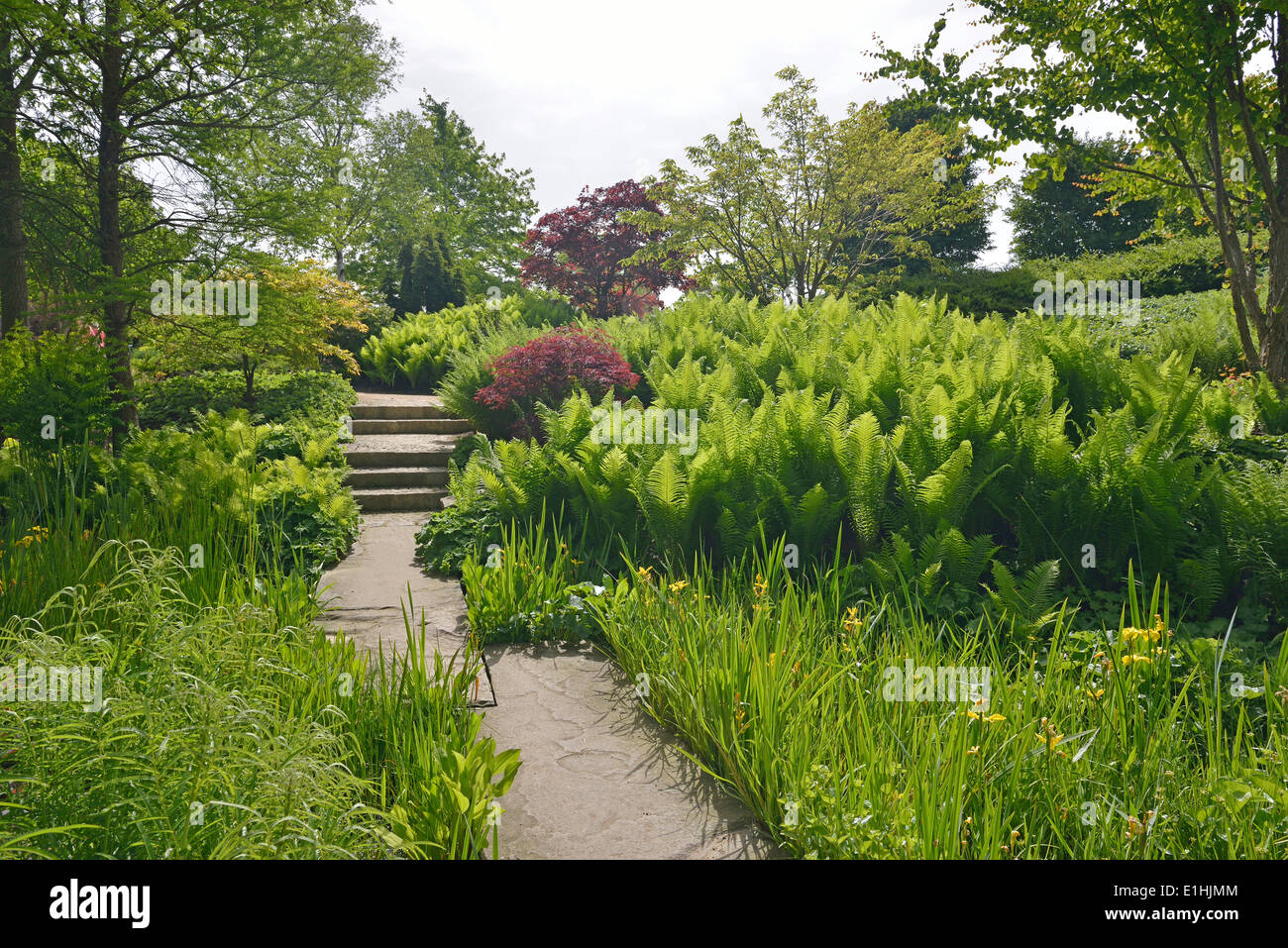 Park of Gardens garden show, Ostrich Fern or Shuttlecock Fern ...