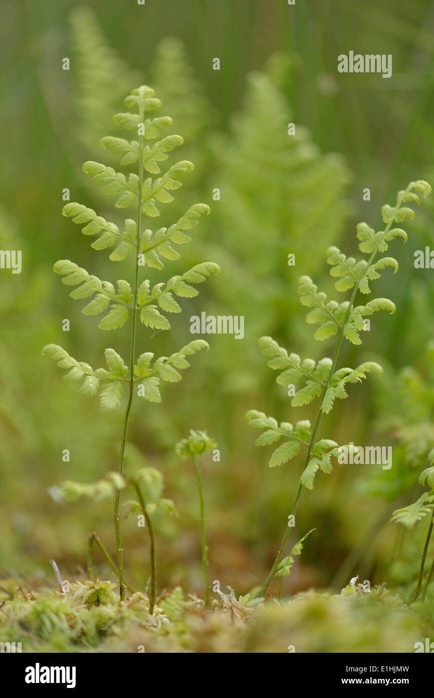 Narrow buckler fern (Dryopteris carthusiana), Drenthe Province, The ...