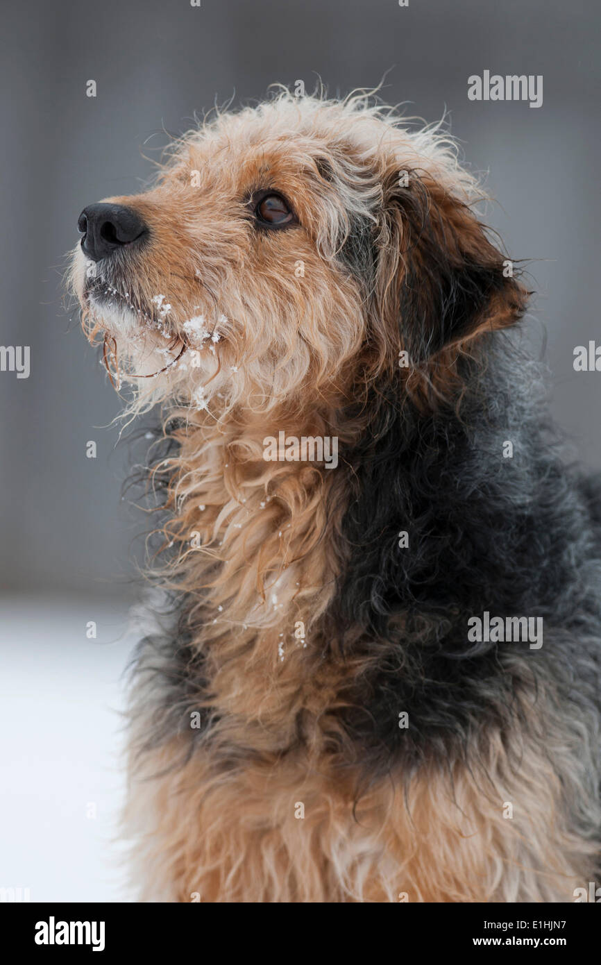 Bosnian Coarse-haired Hound, Bosanski Oštrodlaki Gonič or Barak mix ...