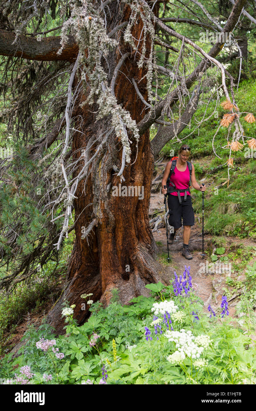 Woman hiking through the pine forest, God Tamangur Forest, Val S-charl ...