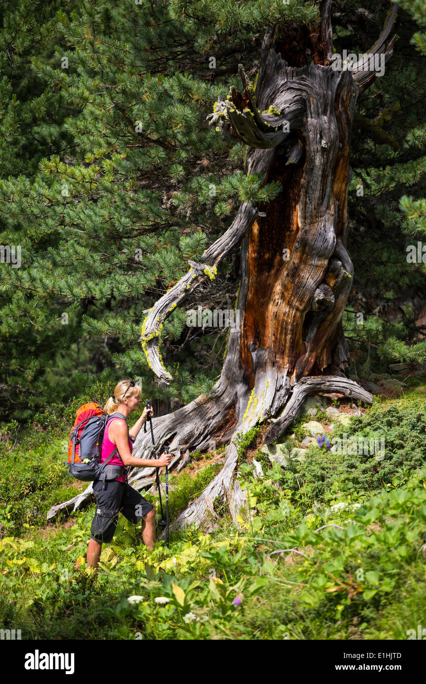 Woman hiking through the pine forest God Tamangur, behind a Swiss pine ...