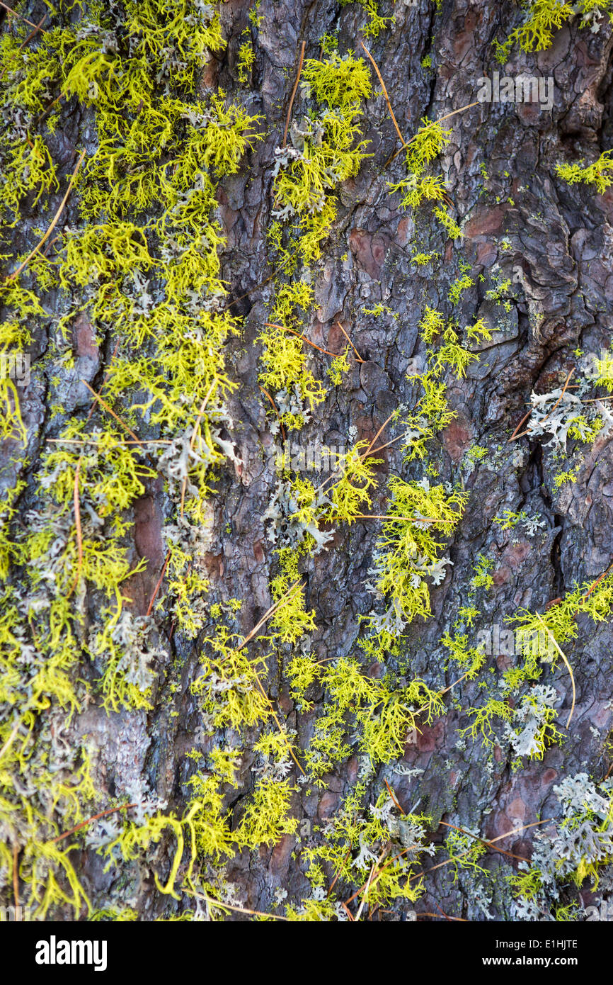 Lichen On Pine Tree Trunk Stock Photos & Lichen On Pine Tree Trunk ...
