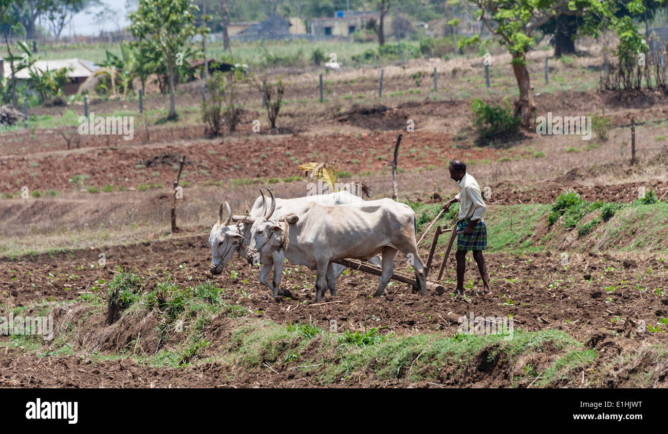 Oxen yoke hi-res stock photography and images - Alamy