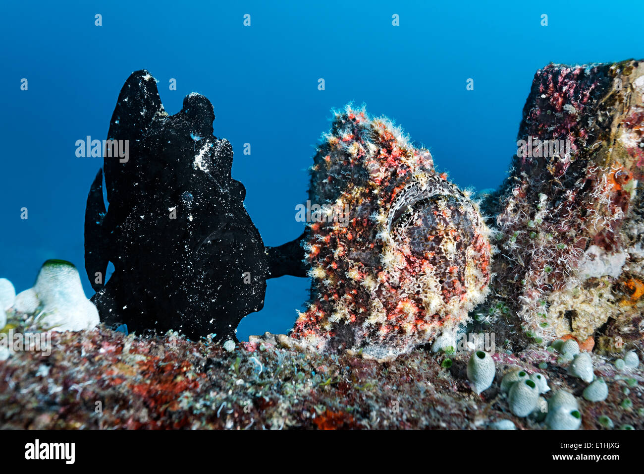 Two frogfish hi-res stock photography and images - Alamy