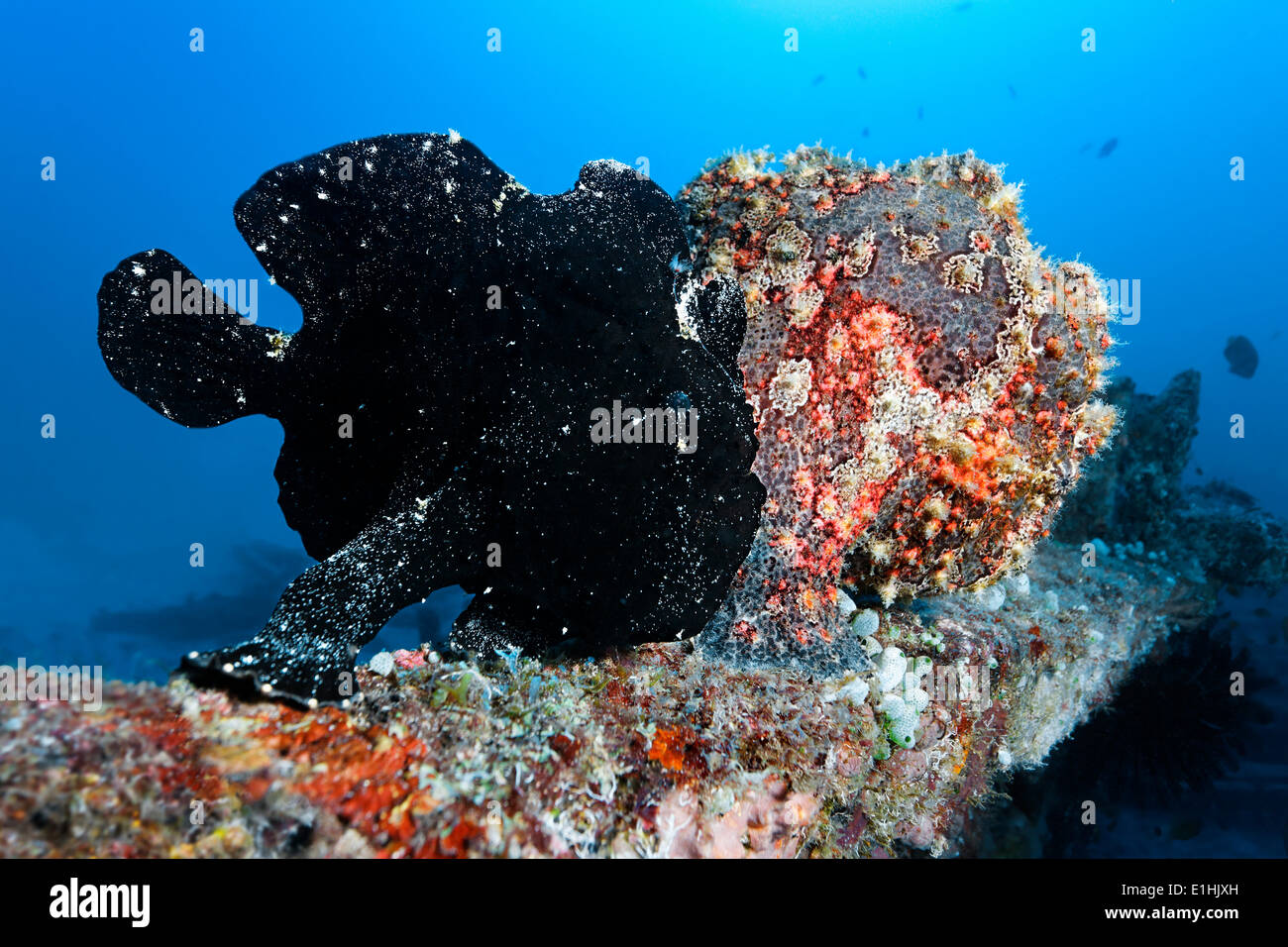 Two Commerson's Frogfish or Giant Frogfish (Antennarius commersonii ...