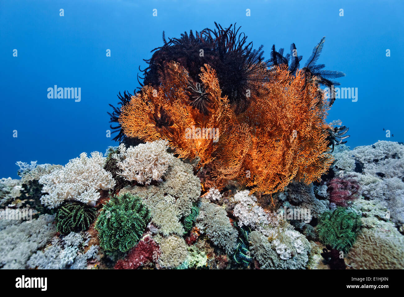 Coral reef covered with white Xenia Soft Coral (Xenia sp.), Melithea ...