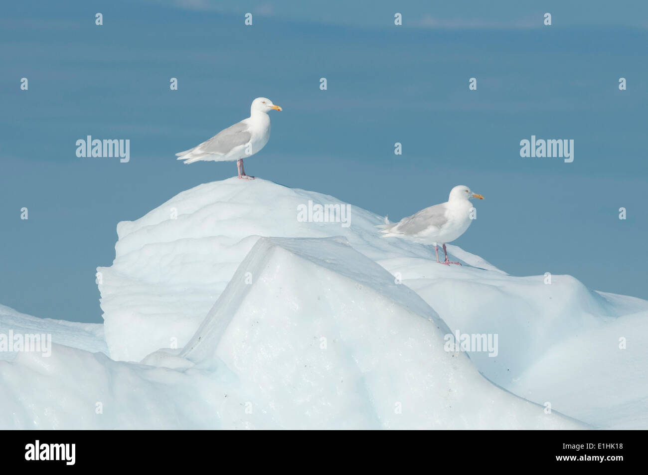 Kalaallit nunaat gull ice laridae larus hyperboreus nature nobody ...