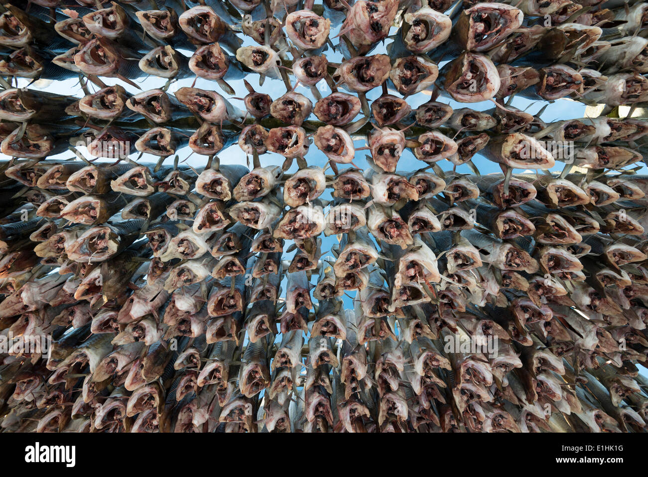 Stockfish norway hi-res stock photography and images - Alamy