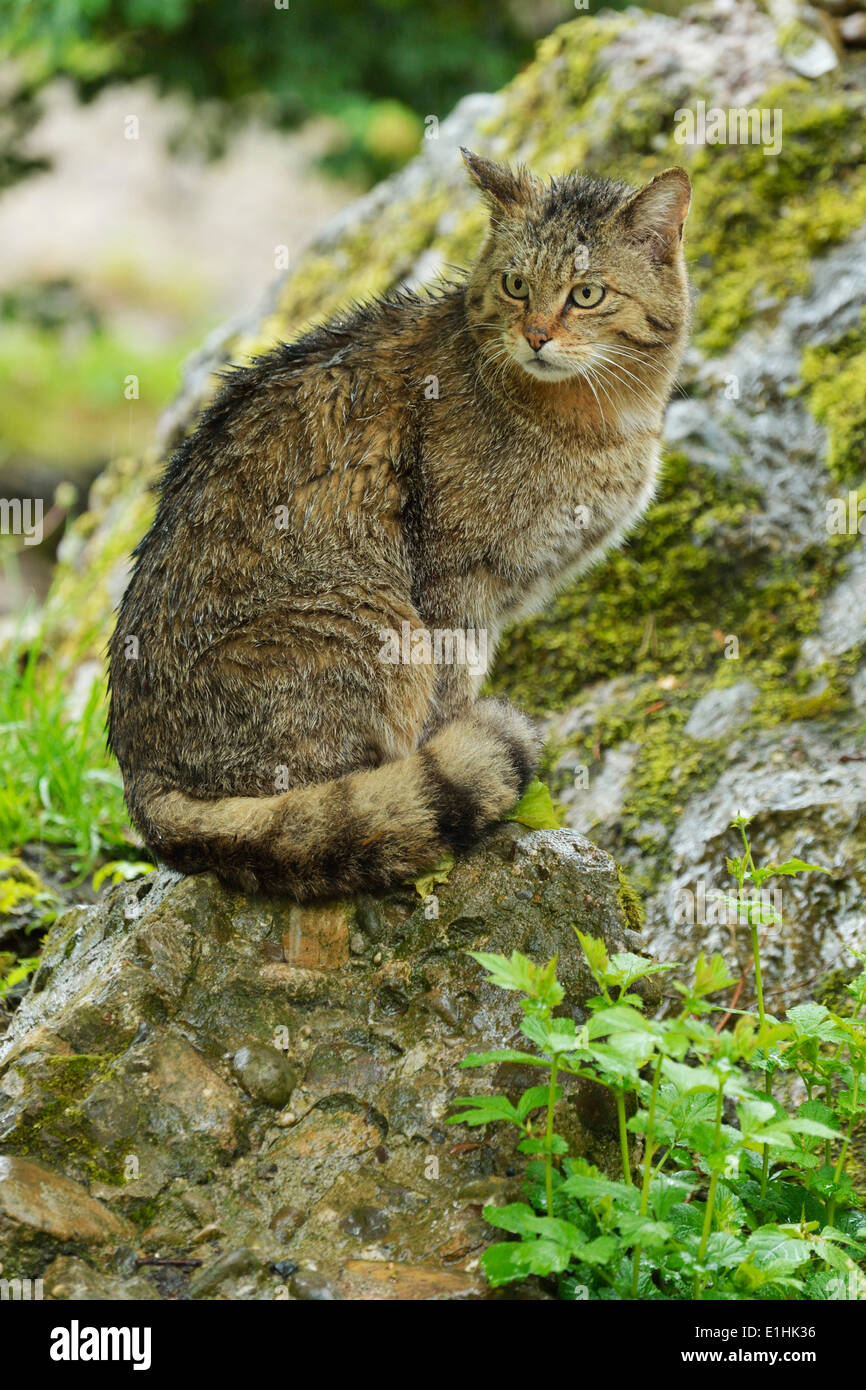 European Wildcat (Felis silvestris silvestris) sitting in the pouring ...