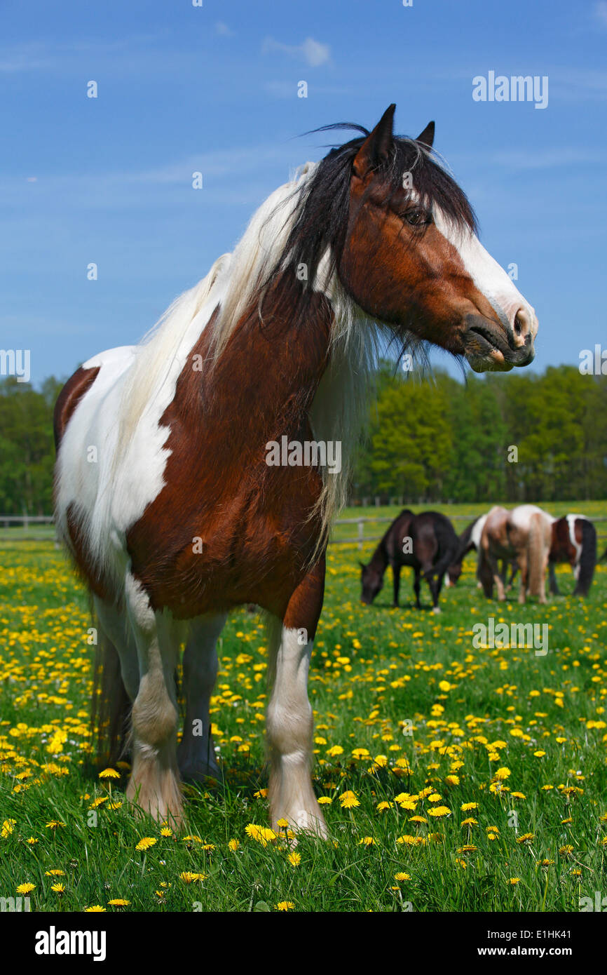 Gypsy Cob, Irish Tinker gelding, Schleswig-Holstein, Germany Stock ...