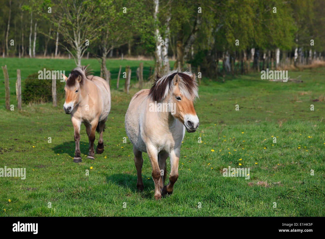 Norwegian Fjord Horse Wallpaper