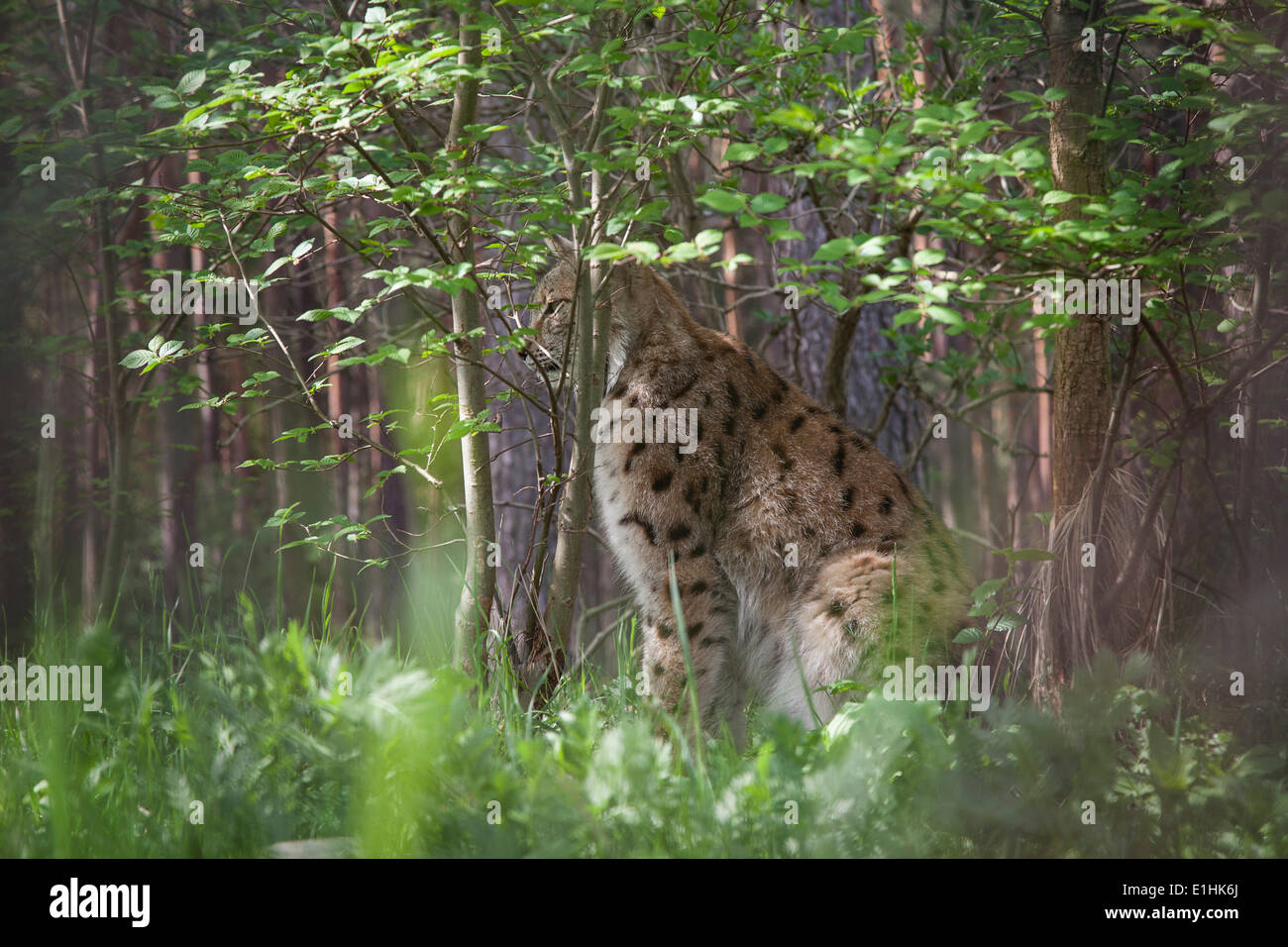 Lynx (Lynx lynx), captive, Brandenburg, Germany Stock Photo - Alamy