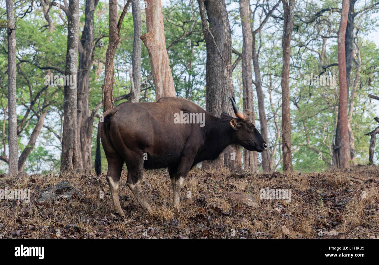 Gaur bos taurus india hi-res stock photography and images - Alamy