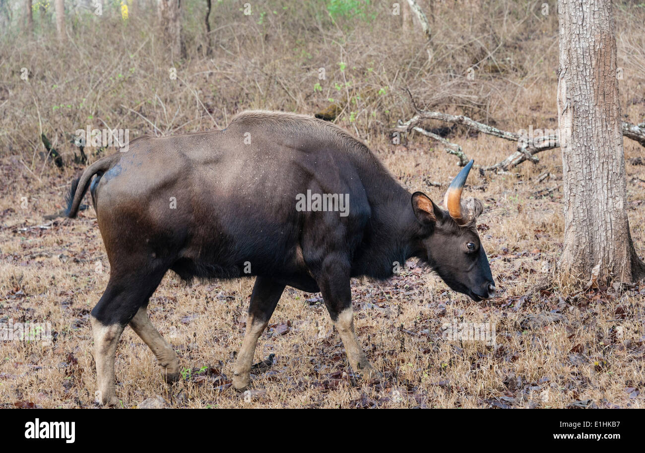 Gaur hi-res stock photography and images - Alamy