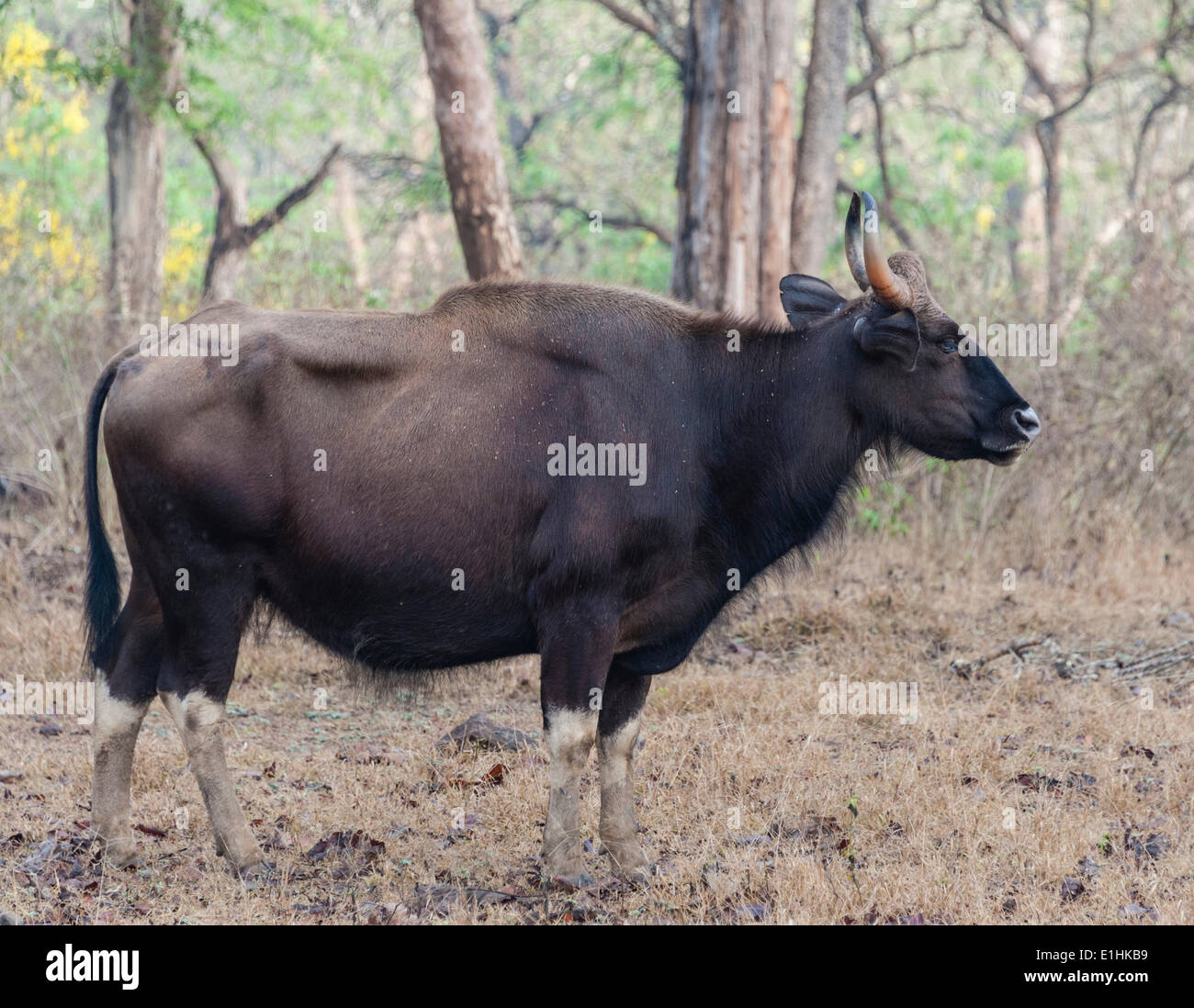 Gaur hi-res stock photography and images - Alamy