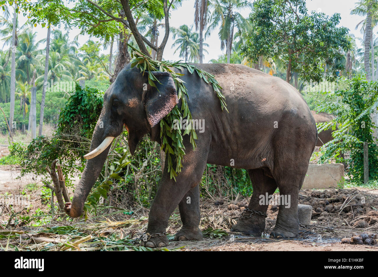 Asiatic elephant of india hi-res stock photography and images - Alamy