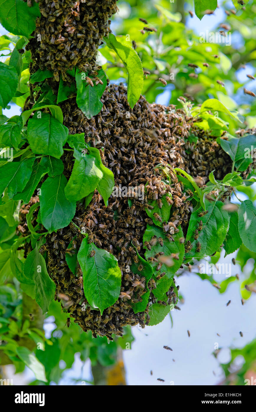 New colony of Honey Bees (Apis mellifera) on the trunk of an apple tree ...