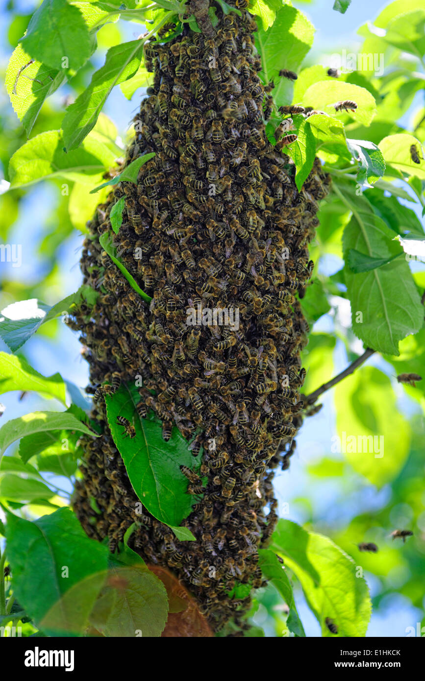 New colony of Honey Bees (Apis mellifera) on the trunk of an apple tree ...