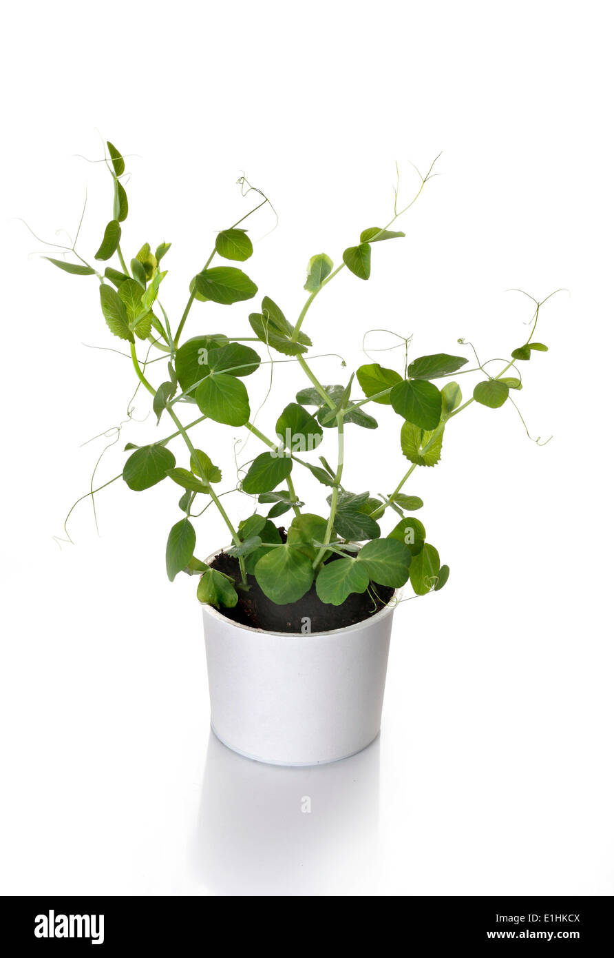 Growing Peas In A Planter