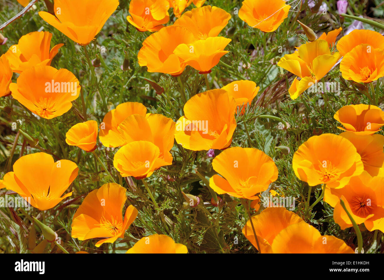 Golden poppies hi-res stock photography and images - Alamy