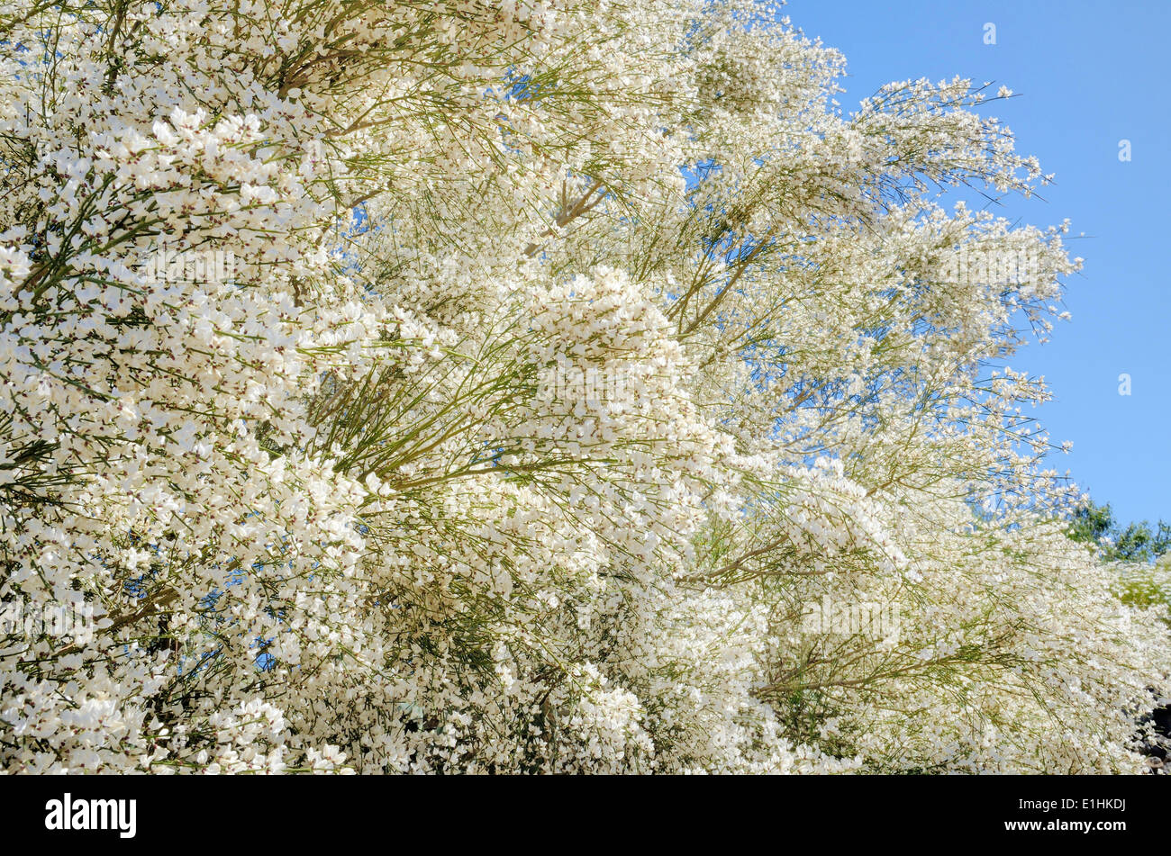 Retama Broom (Retama raetam) near Santiago del Teide, Tenerife, Canary ...