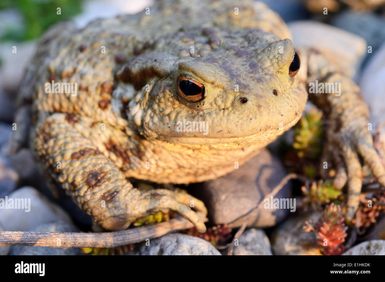 Common Toad (Bufo bufo) on gravel, Bavaria, Germany Stock Photo - Alamy