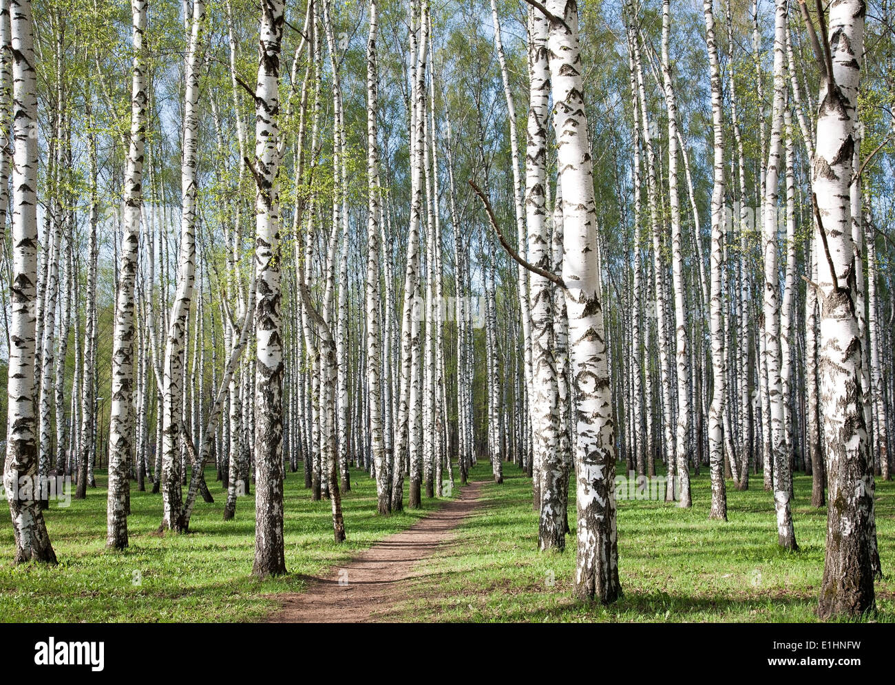 Birch forest russia hi-res stock photography and images - Alamy