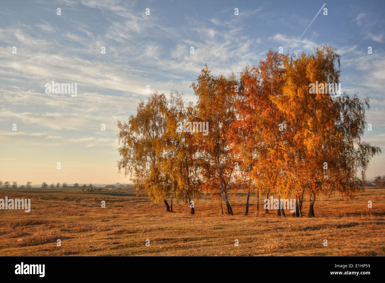 Autumn forest, birch trees Stock Photo - Alamy