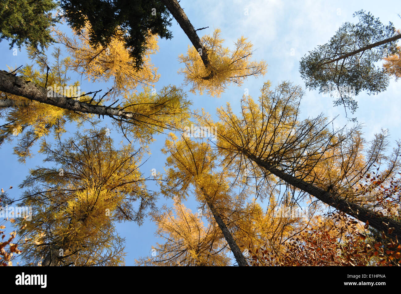 Blue tree trees shine hi-res stock photography and images - Alamy