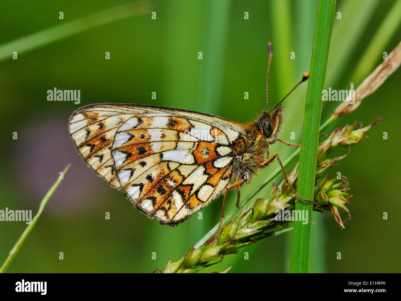 Small Pearl-border Fritillary Butterfly - Boloria selene Underside, on ...