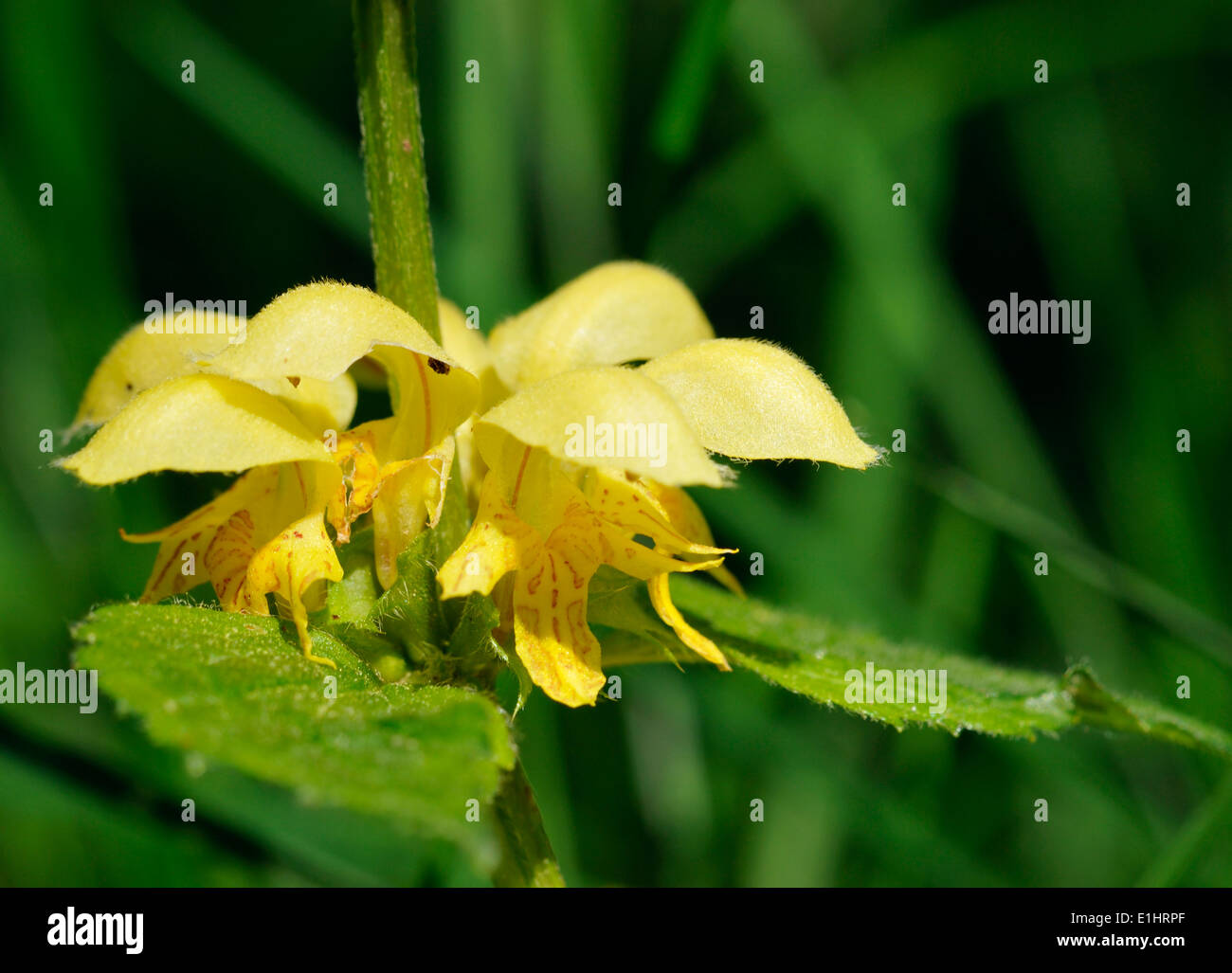 Yellow Archangel - Lamiastrum galeobdolon Closeup of flower Stock Photo ...
