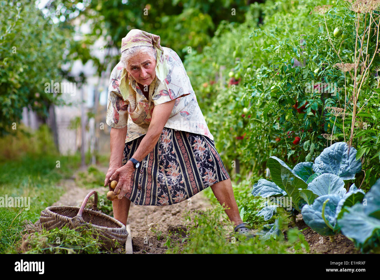 Old farmer lady collecting potatoes in a thatched basket in her garden ...
