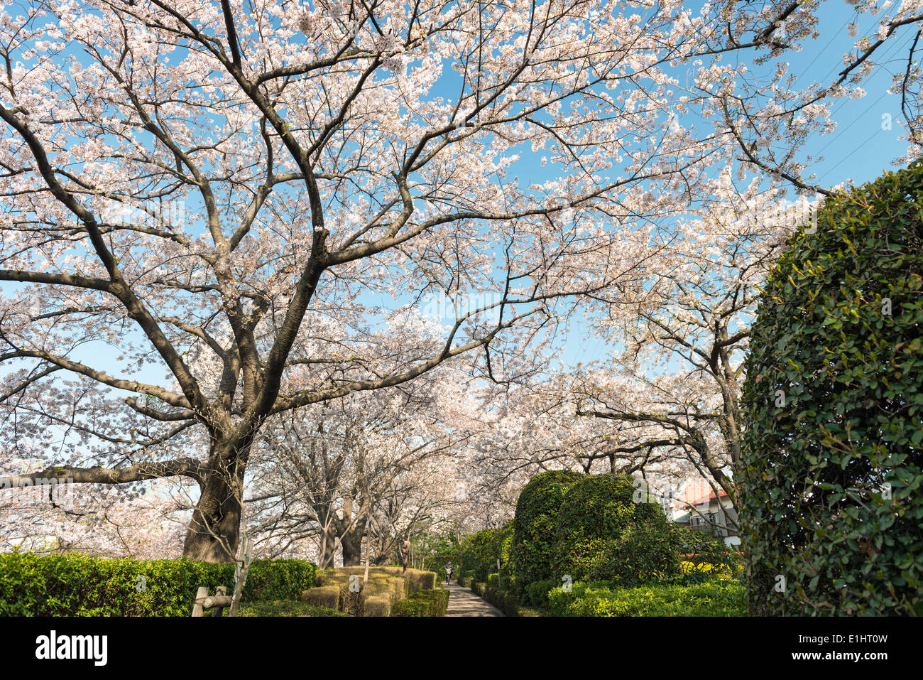 Cherry blossoms in Chofu-shi, Tokyo, Japan Stock Photo - Alamy