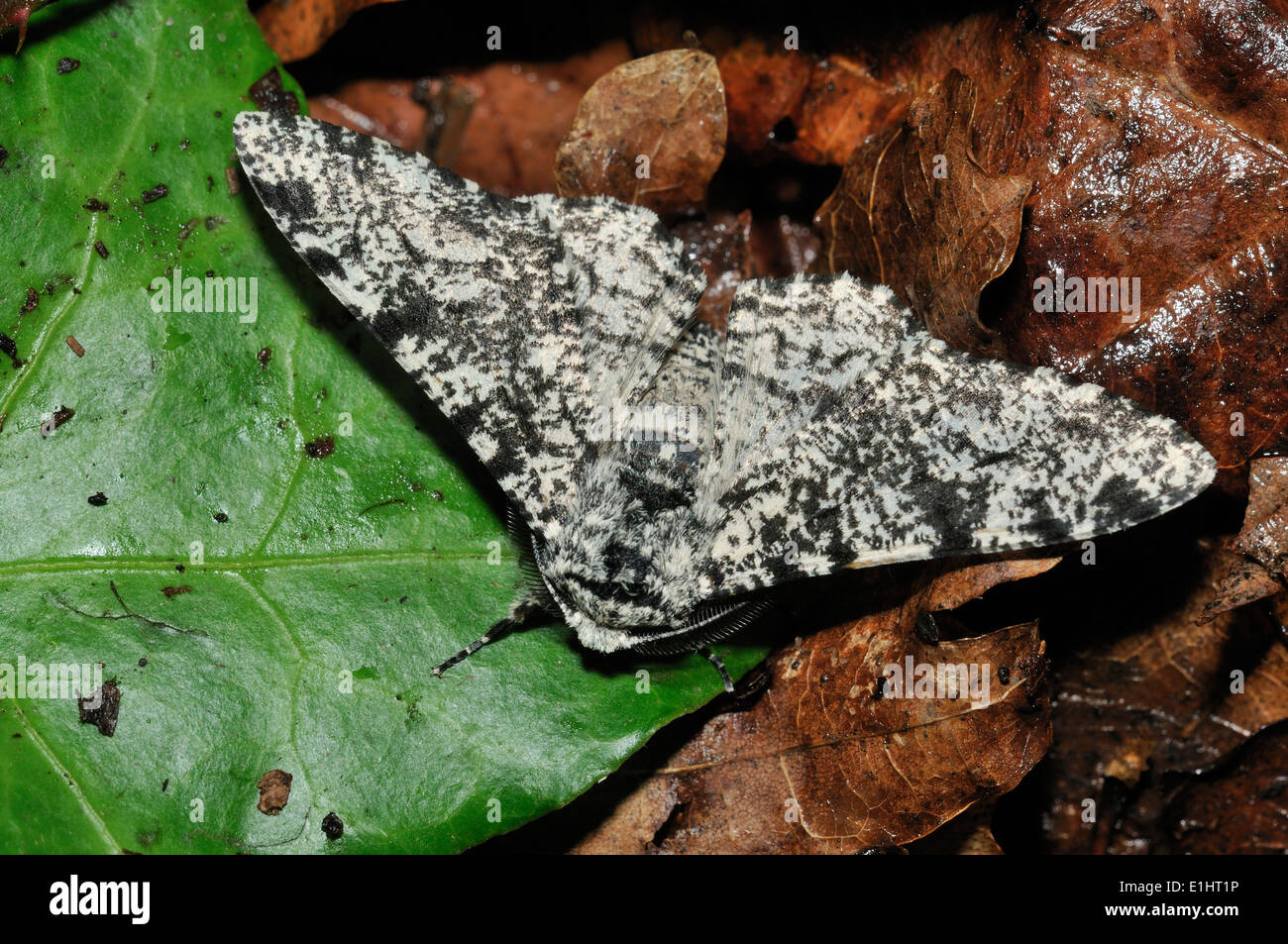 Peppered Moth - Biston betularia Light colour form Stock Photo - Alamy
