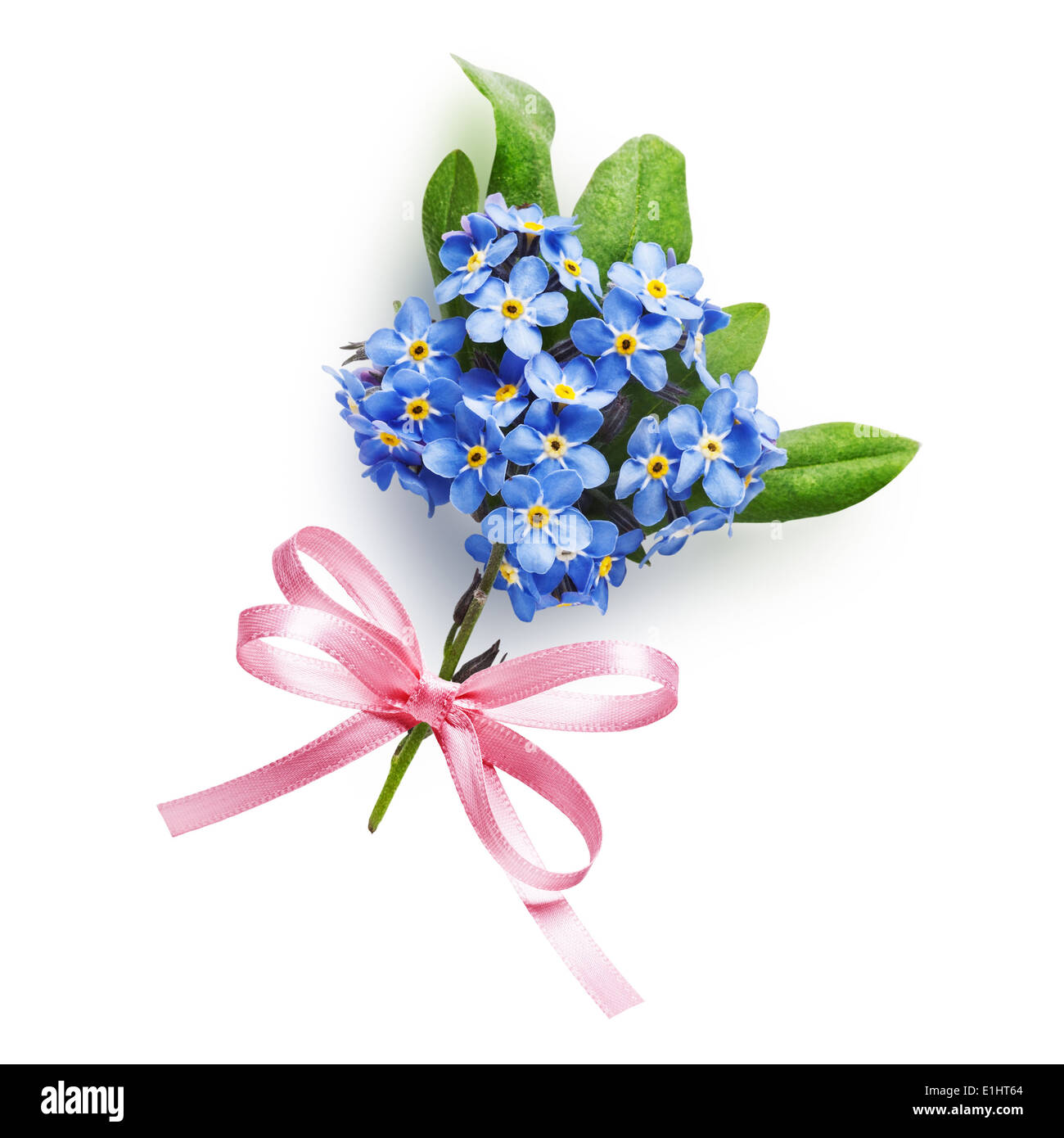 Bunch of small blue forget me not flowers with pink bow ribbon isolated ...