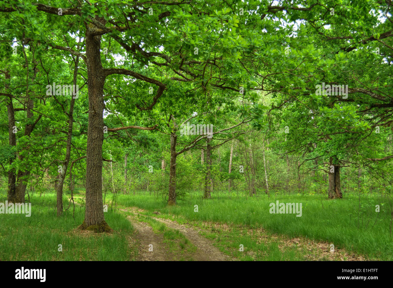 Oak lawn park hi-res stock photography and images - Alamy