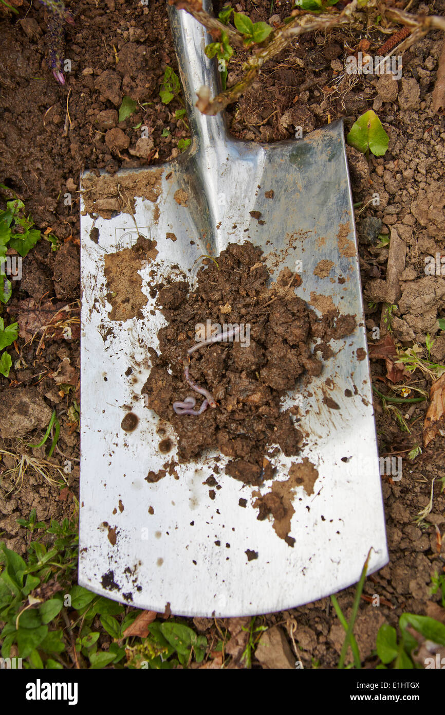 Spade with soil and earthworm Stock Photo - Alamy