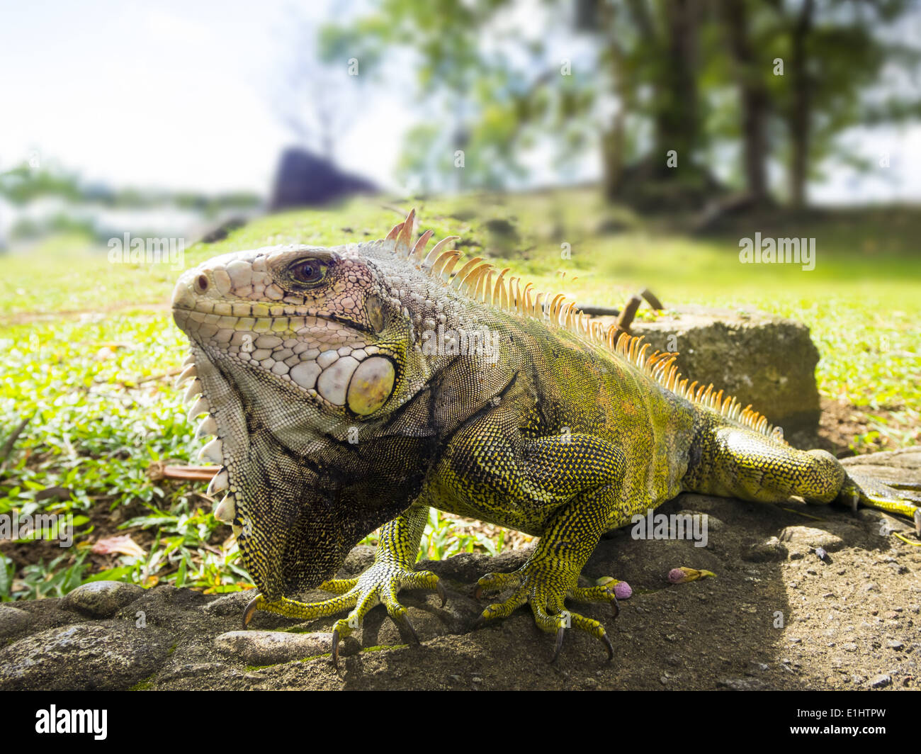 Caribbean, Antilles, Lesser Antilles Stock Photo - Alamy