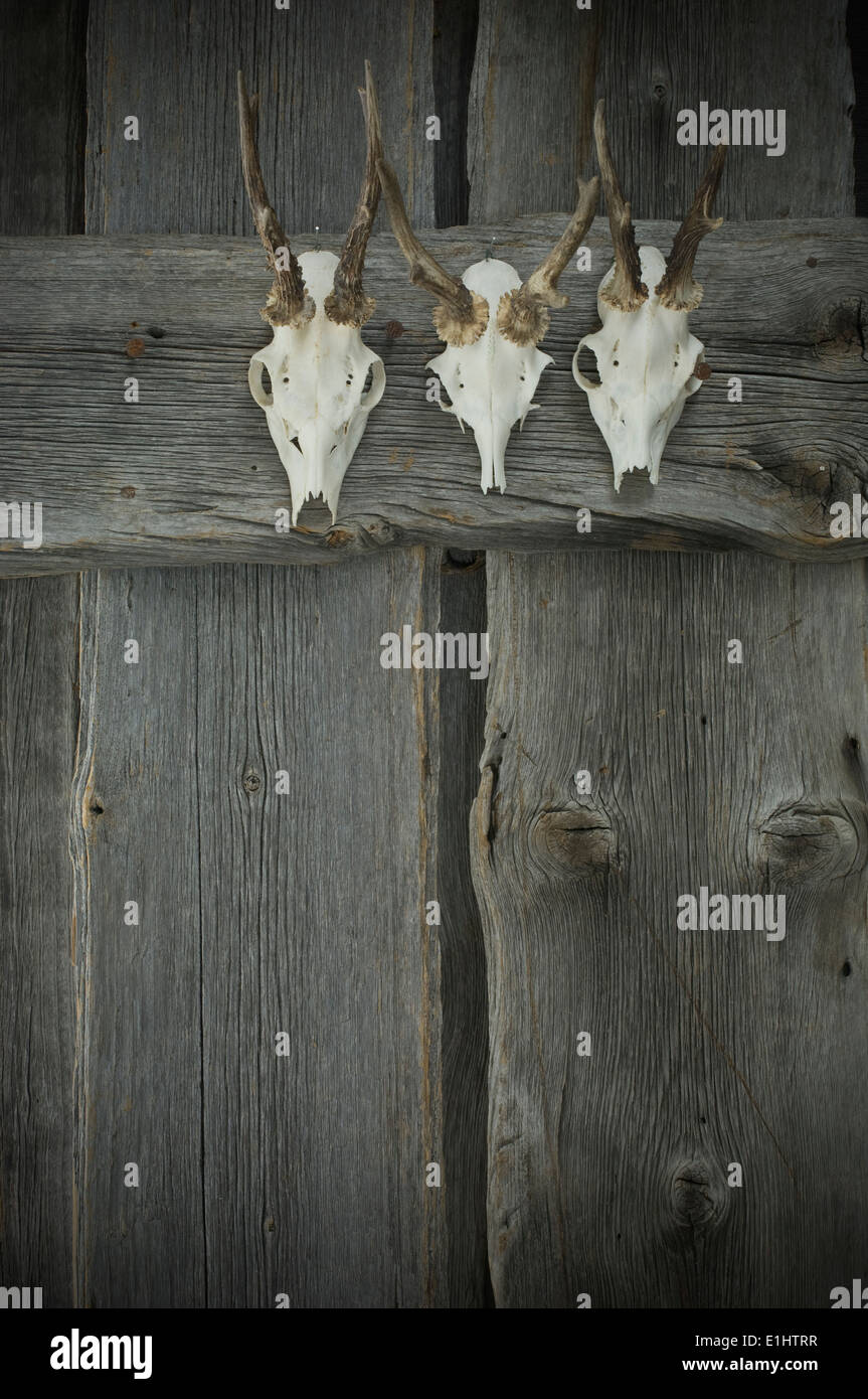Close up on head and antlers hi-res stock photography and images - Alamy