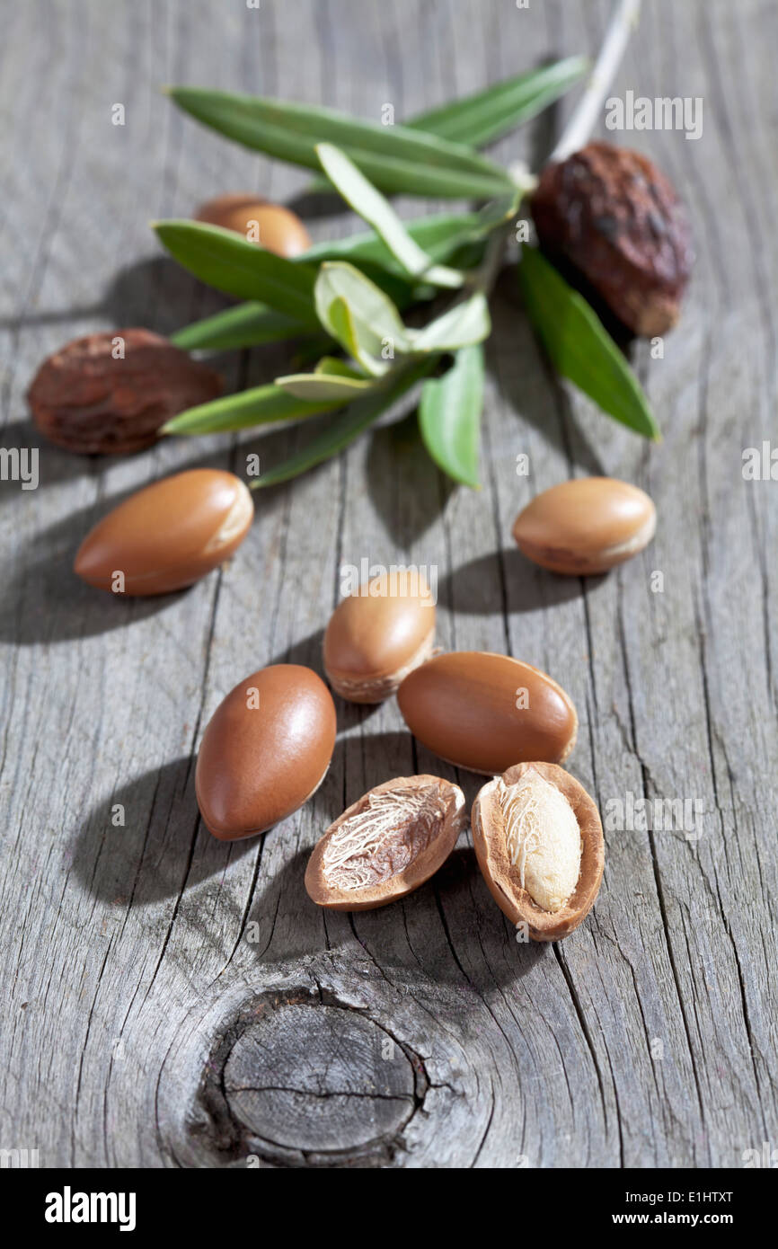 Argan Tree Nut And Leaf