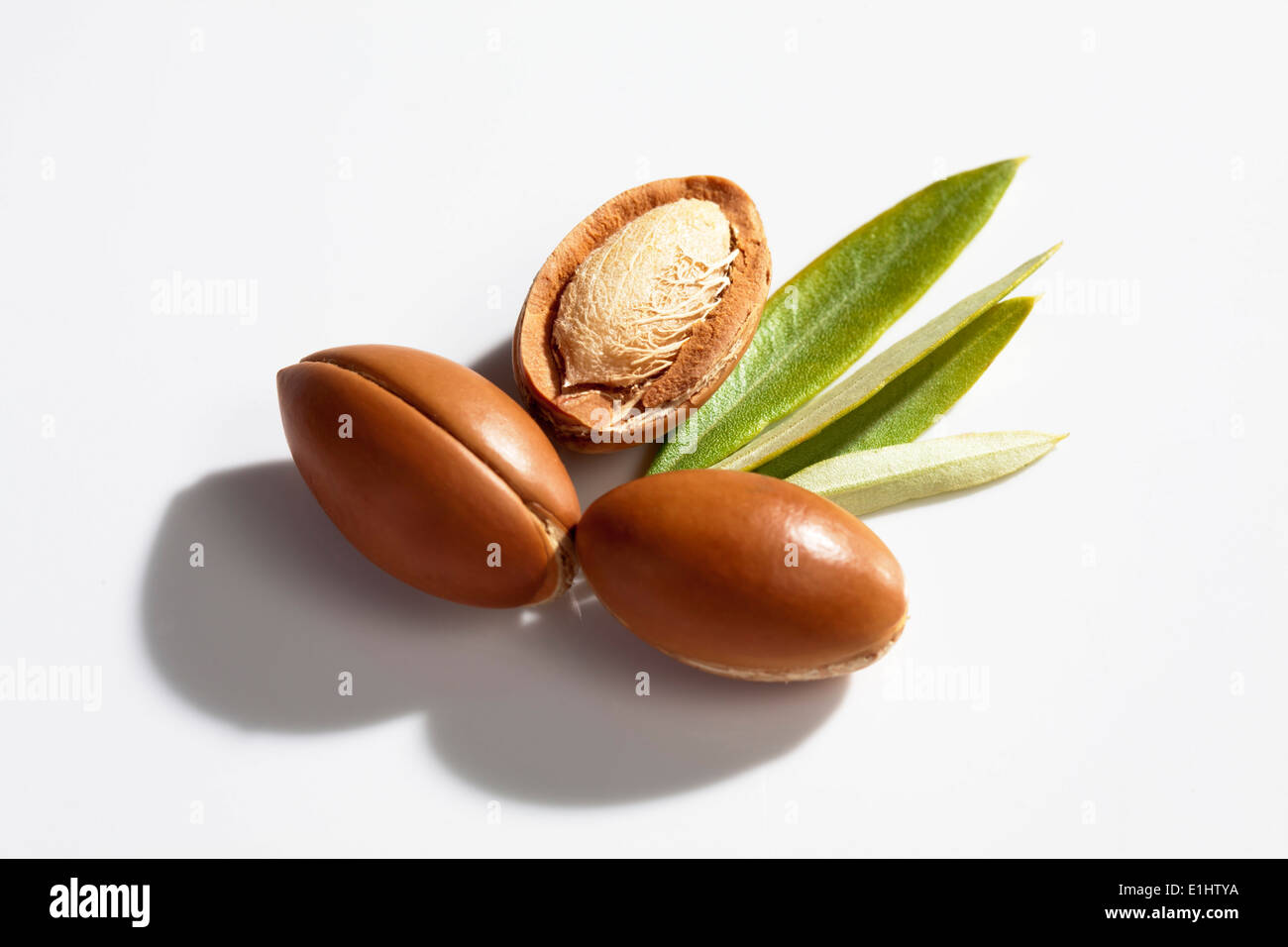 Argan Tree Nut And Leaf