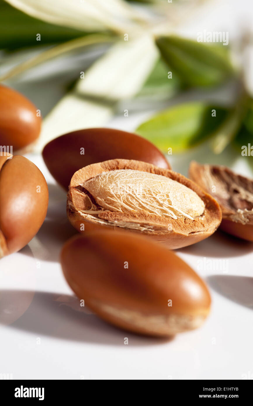 Argan nuts and leaves from Argan tree, Argania spinosa Stock Photo - Alamy