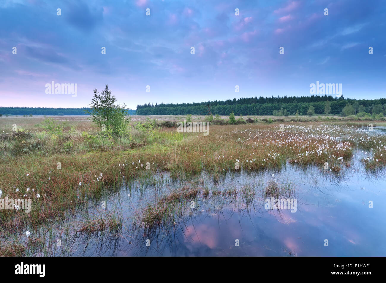 sunrise over swamp with wild cotton grass, Drenthe, Netherlands Stock ...