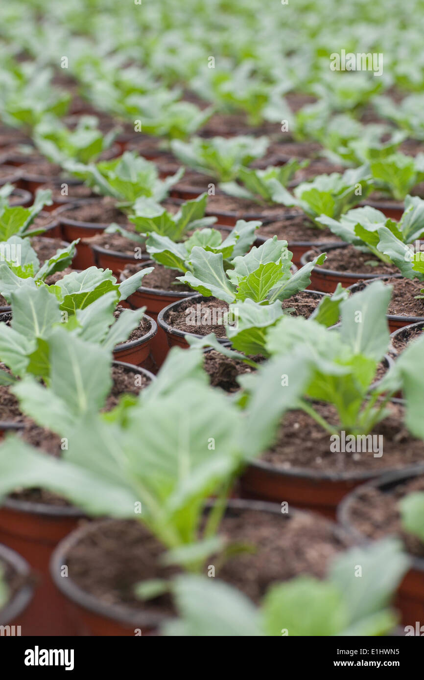 Rows plants in nursery hi-res stock photography and images - Alamy