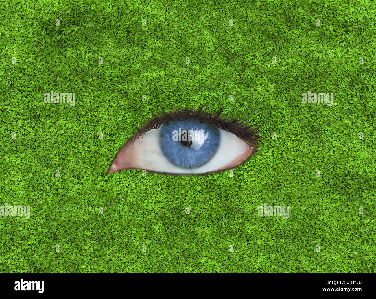 Blue eye over grass Stock Photo - Alamy