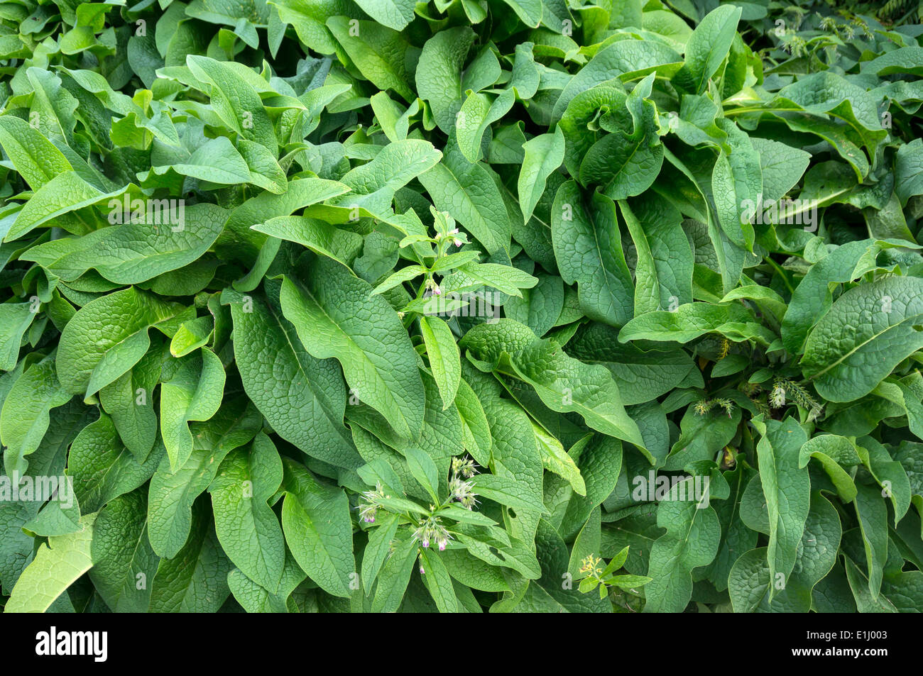 Common comfrey, Symphytum officinale Stock Photo - Alamy