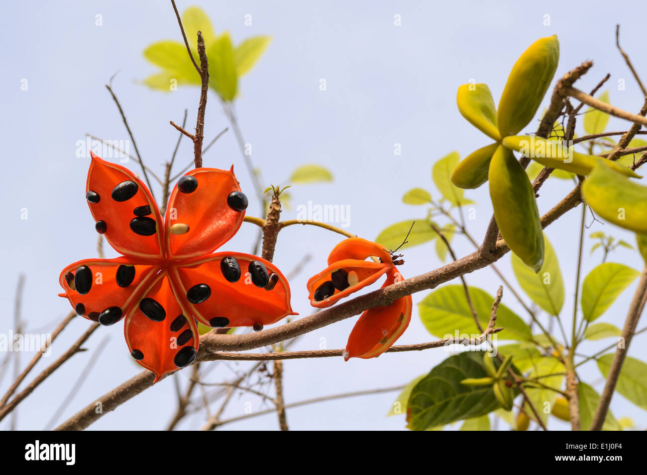 the seed of Sterculia lanceolata tree, it is a tropical plant growth in ...