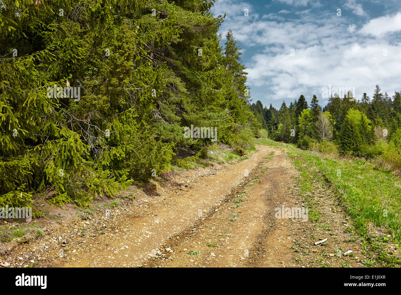 Dirt countryside rural road landscape with pines and blue sky Stock ...