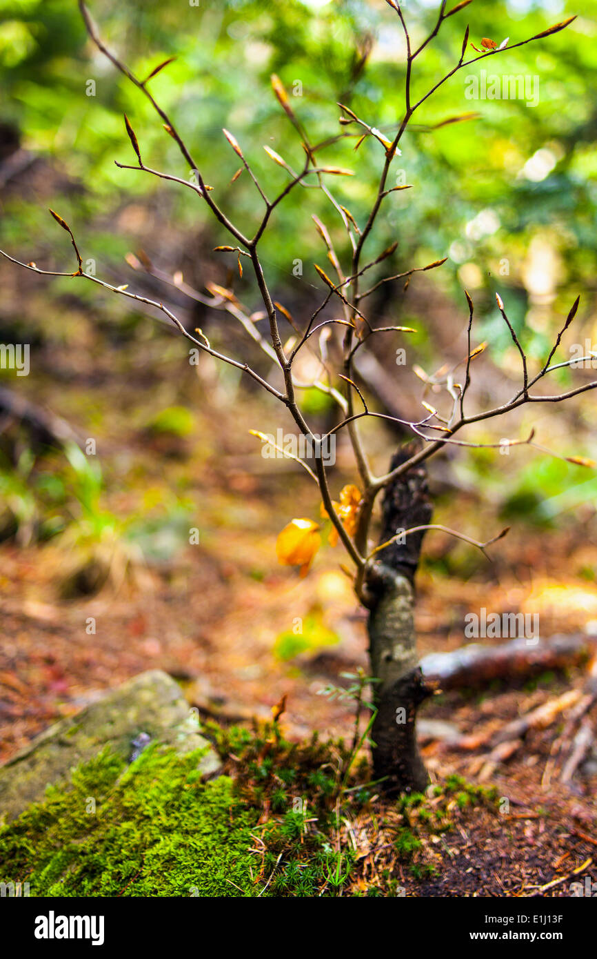 Baby beech hi-res stock photography and images - Alamy